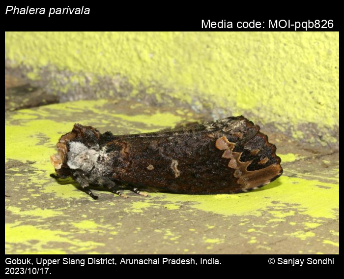 Phalera parivala Moore, [1860] - | Moths